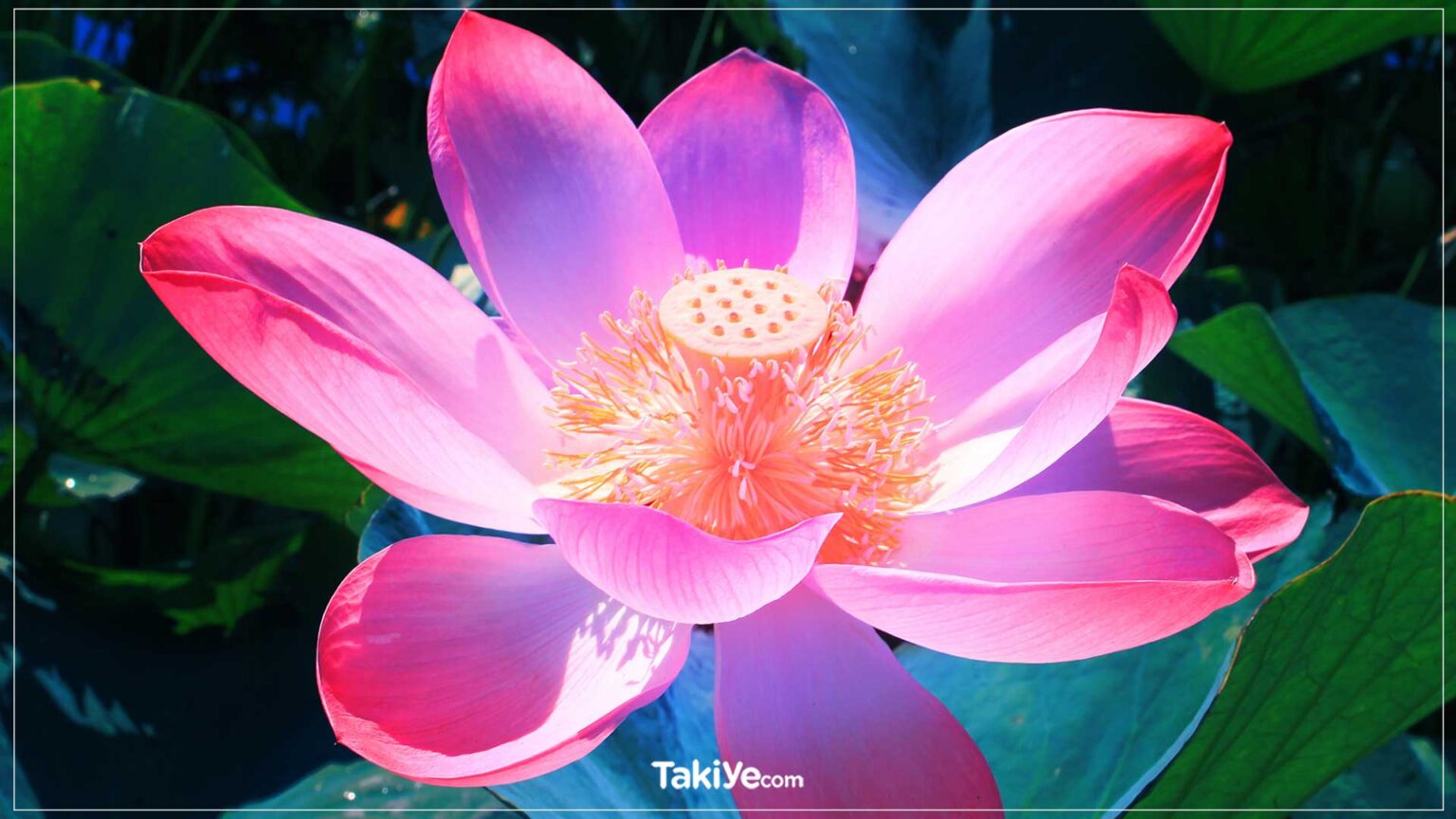 Lotus Çiçeği Anlamı Nedir? Dövme ve Kolye Önerileri! 2025 - Takiye.com