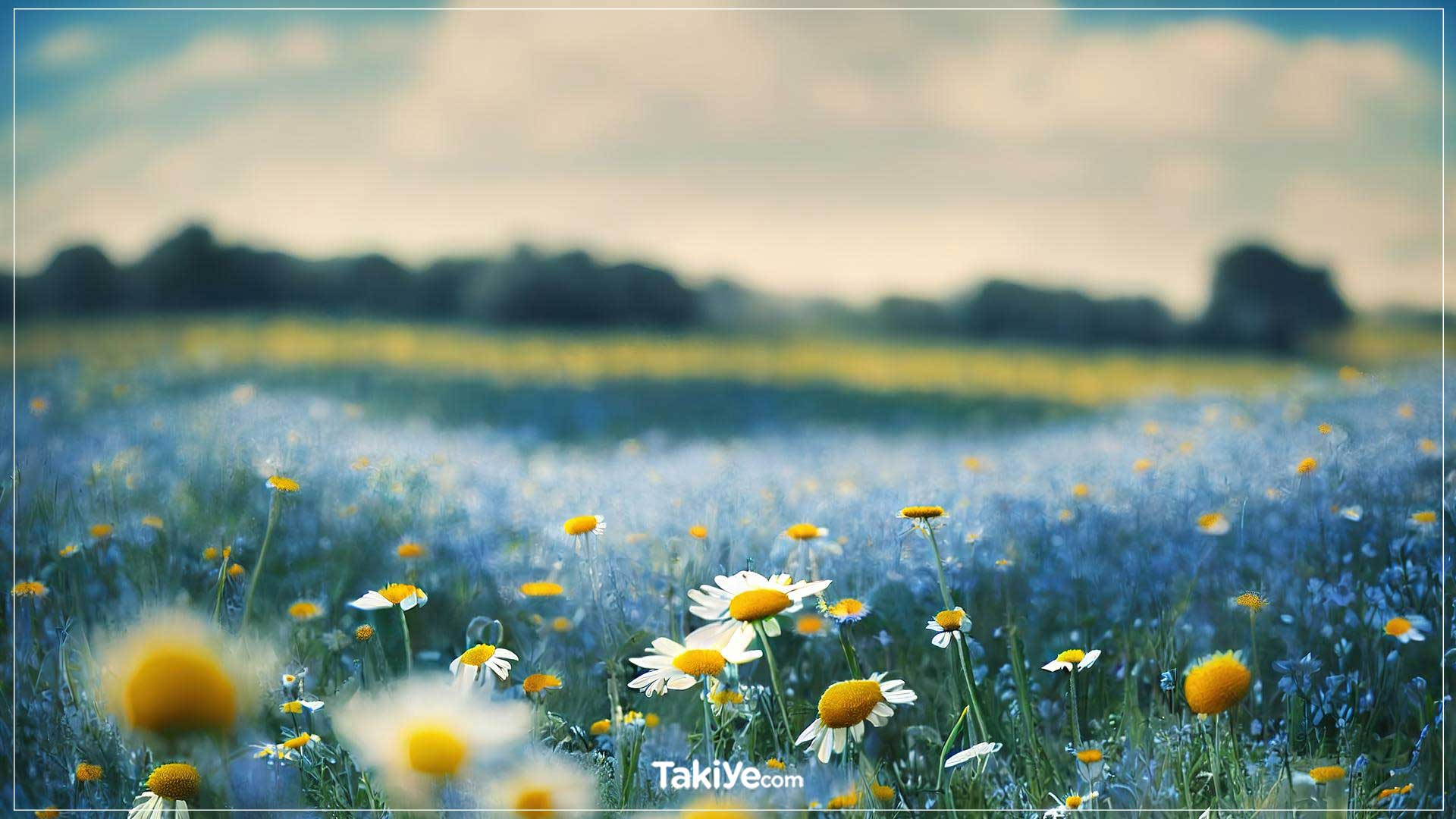 Yaz, Kış, Sonbahar ve İlkbahar Mevsim Ayları Nelerdir? - Takiye.com