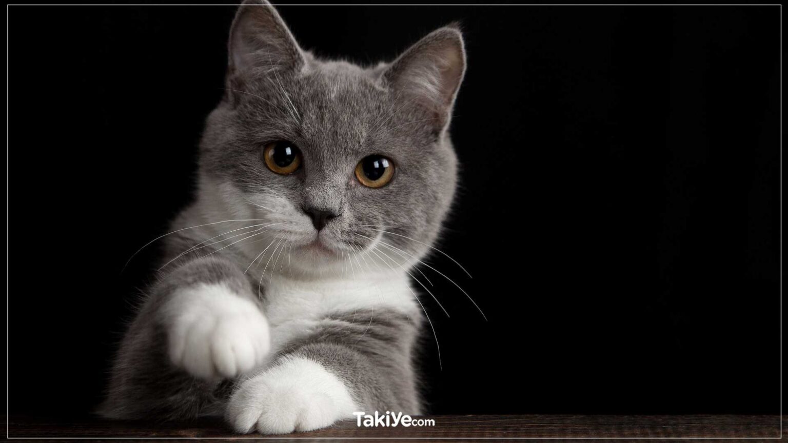 Gri Kedi İsimleri 2024: Dişi ve Erkek Gri Kedi Adları - Takiye.com