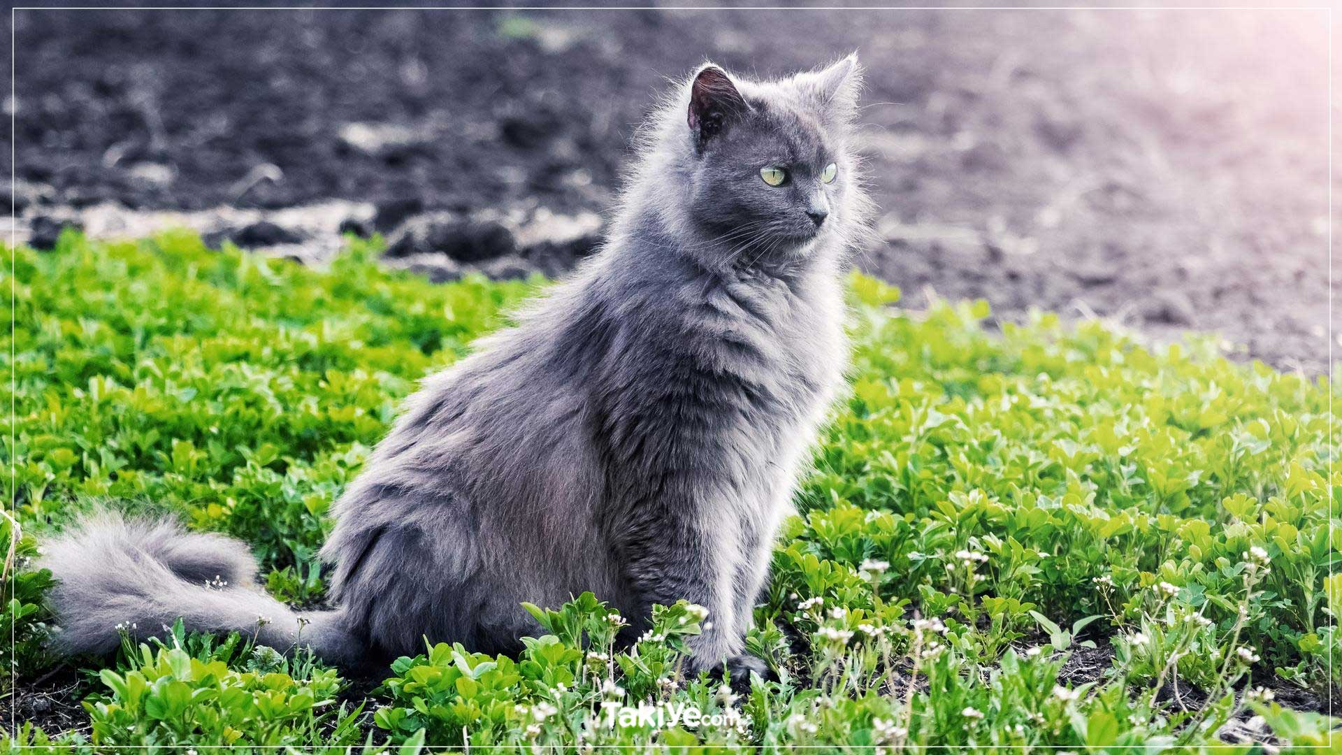 Gri Kedi İsimleri 2025: Dişi ve Erkek Gri Kedi Adları - Takiye.com