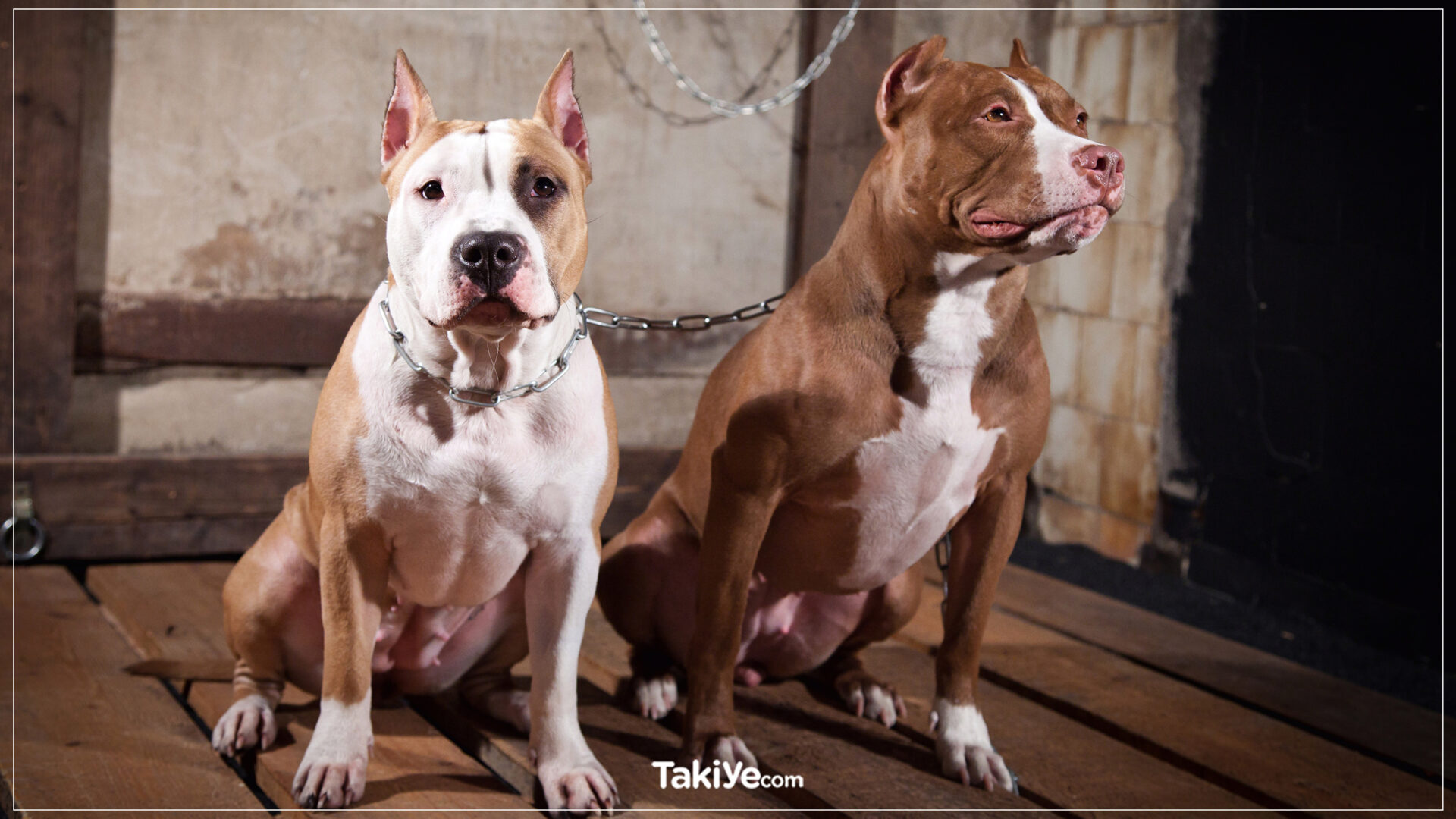 Pitbul Cinsleri: Türleri Nelerdir, Farklılıkları, Özellikleri - Takiye.com