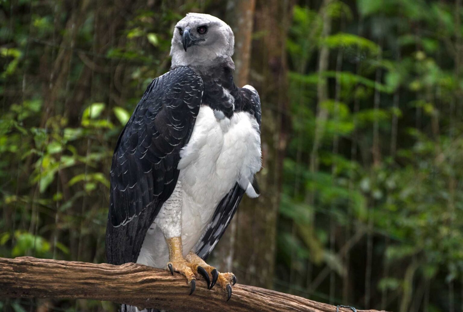 Harpia Kartalı Hakkında Bilmeniz Gereken 36 İlginç Bilgi - Takiye.com