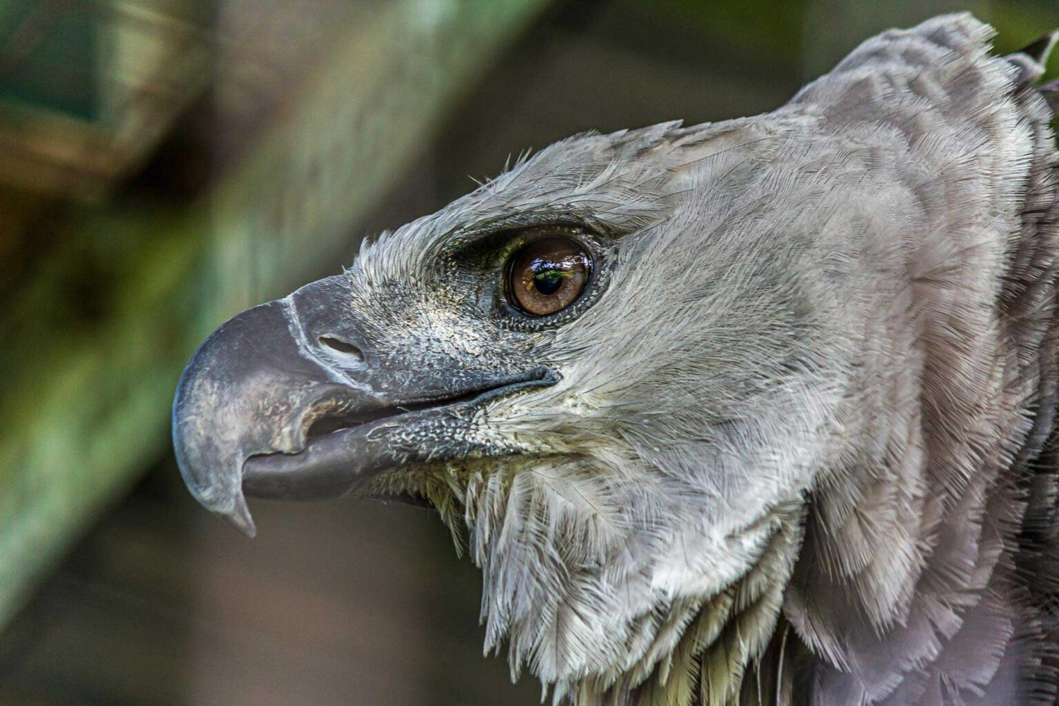 Harpia Kartalı Hakkında Bilmeniz Gereken 36 İlginç Bilgi - Takiye.com