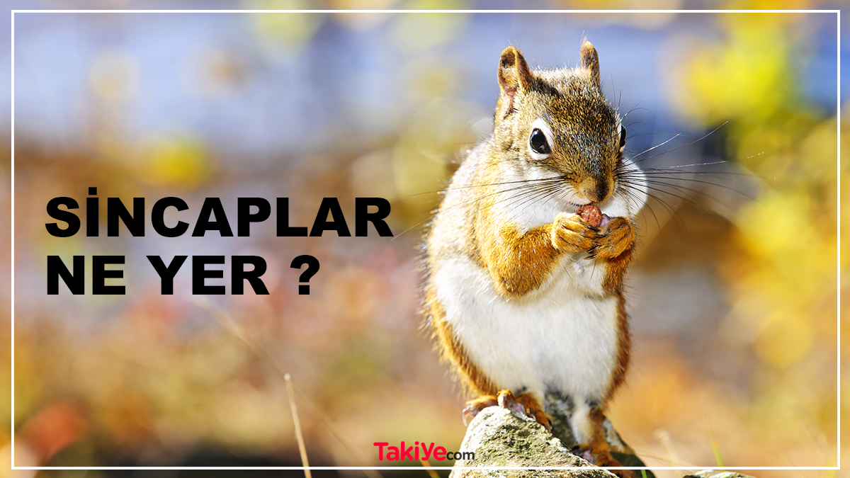 Sincaplar Ne Yer? Sincaplar Nasıl Yemek Yer? - Takiye.com